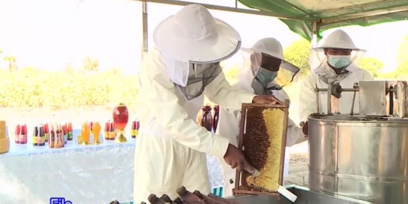 Export item of Honey: Over 1500 tons of honey exported during this FY | Myanmar International TV
